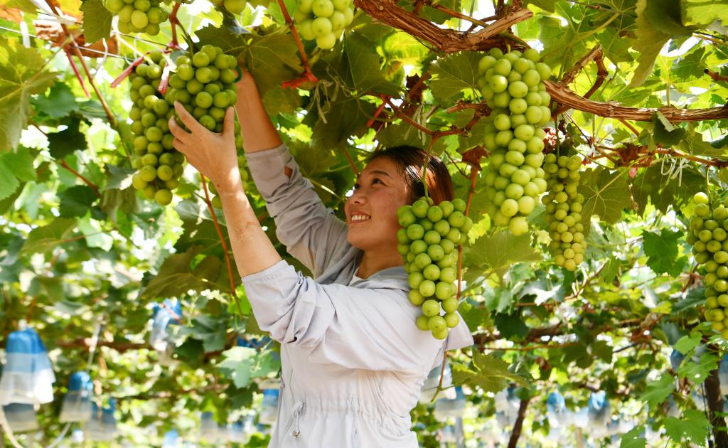 秀我中国丨处暑：渐有新凉递好秋-新华网